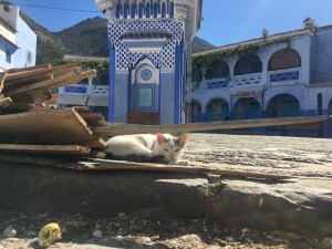 The Cats of Chefchaoen – thisisyouth