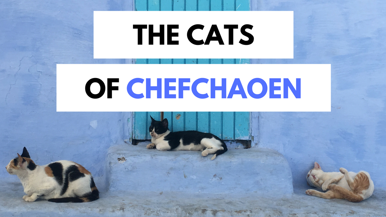 The Cats of Chefchaoen – thisisyouth